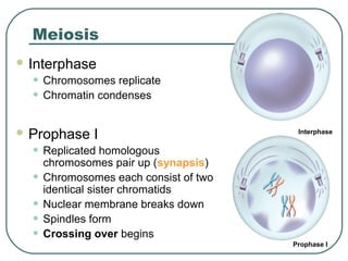 Meiosis | PPT | Infertility | Reproductive Health