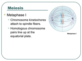 Meiosis | PPT