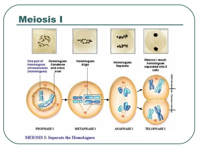 Meiosis | PPT | Infertility | Reproductive Health