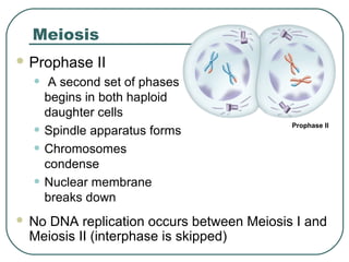 Meiosis | PPT | Infertility | Reproductive Health