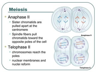 Meiosis | PPT