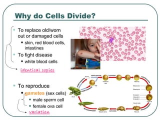 Meiosis | PPT