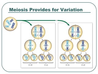 Meiosis | PPT