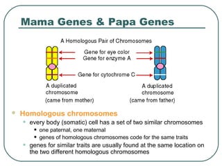 Meiosis | PPT | Infertility | Reproductive Health