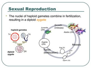 Meiosis | PPT | Infertility | Reproductive Health