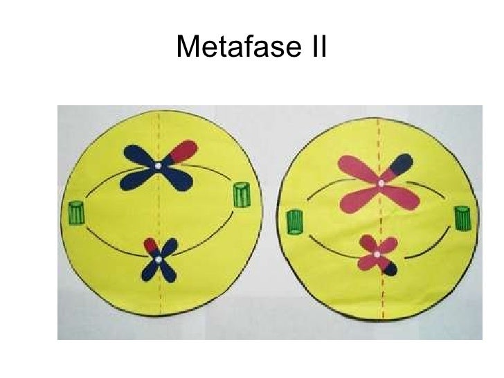 Meiosis