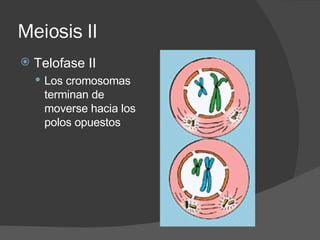 Meiosis | PPT