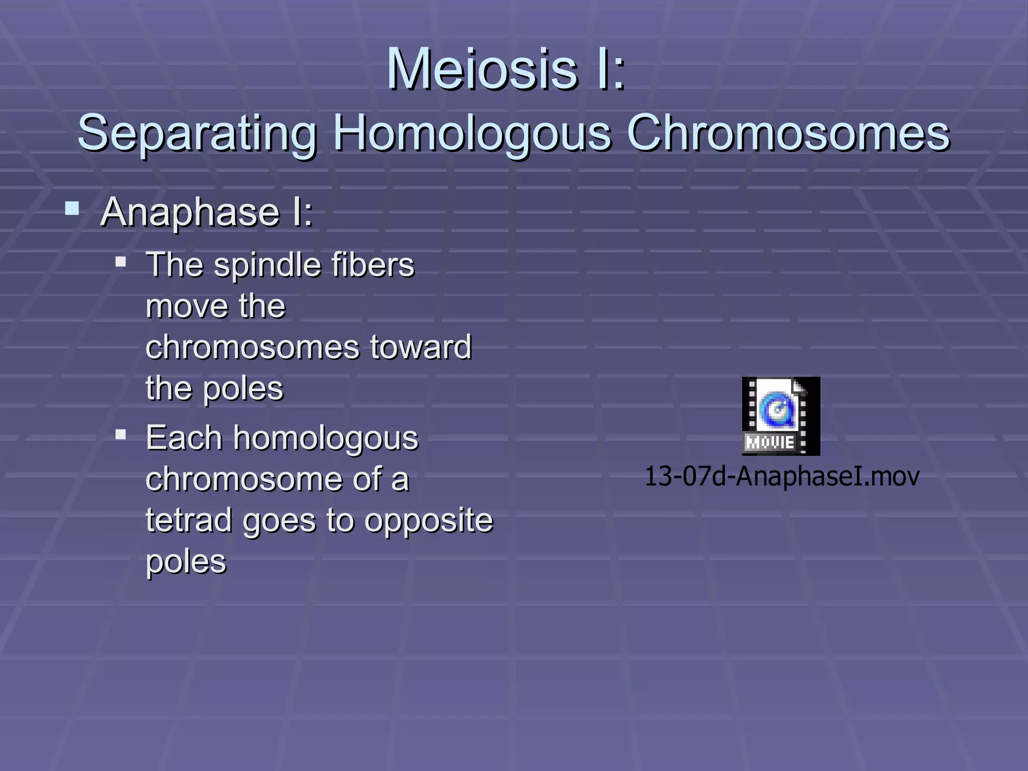 Meiosis | PPT | Biological Sciences | Science