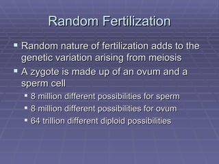 Meiosis | PPT | Biological Sciences | Science