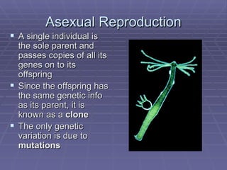 Meiosis | PPT | Biological Sciences | Science
