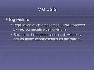 Meiosis | PPT