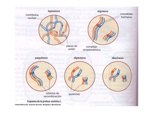 Meiosis