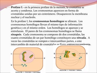 Meiosis | PPT