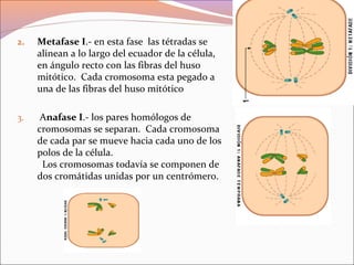 Meiosis | PPT