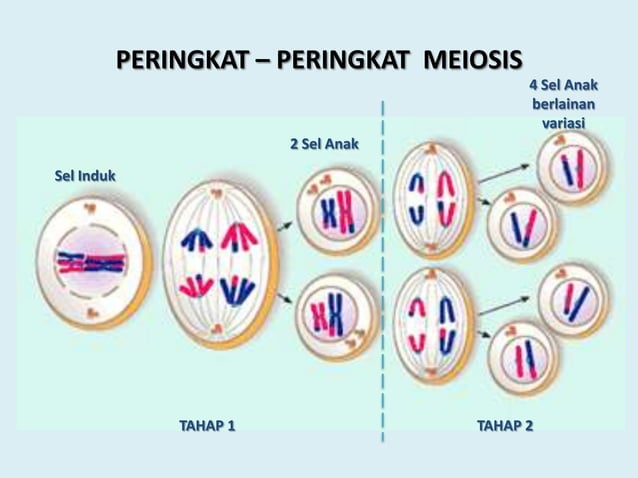 Meiosis | PPT