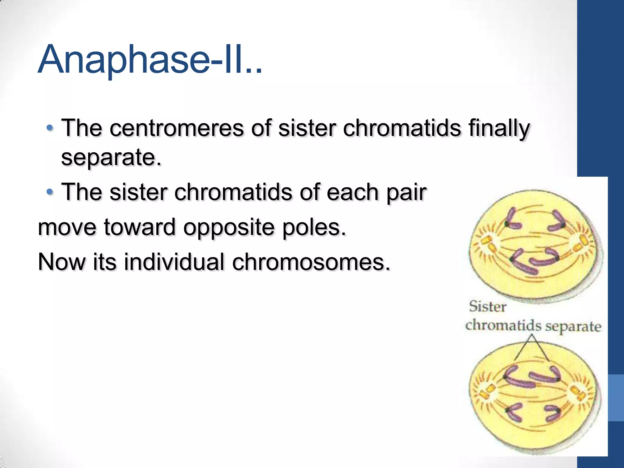 Cell Division - Meiosis | PPTX