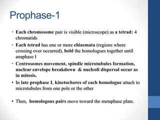 Cell Division - Meiosis | PPTX