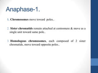 Cell Division - Meiosis | PPTX