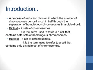 Cell Division - Meiosis | PPTX
