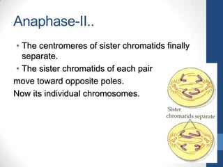 Cell Division - Meiosis | PPTX