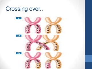 Cell Division - Meiosis | PPTX