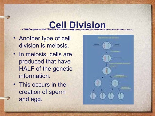 Meiosis | PPT