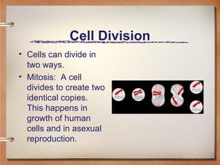 Meiosis | PPT