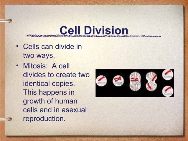 Meiosis | PPT