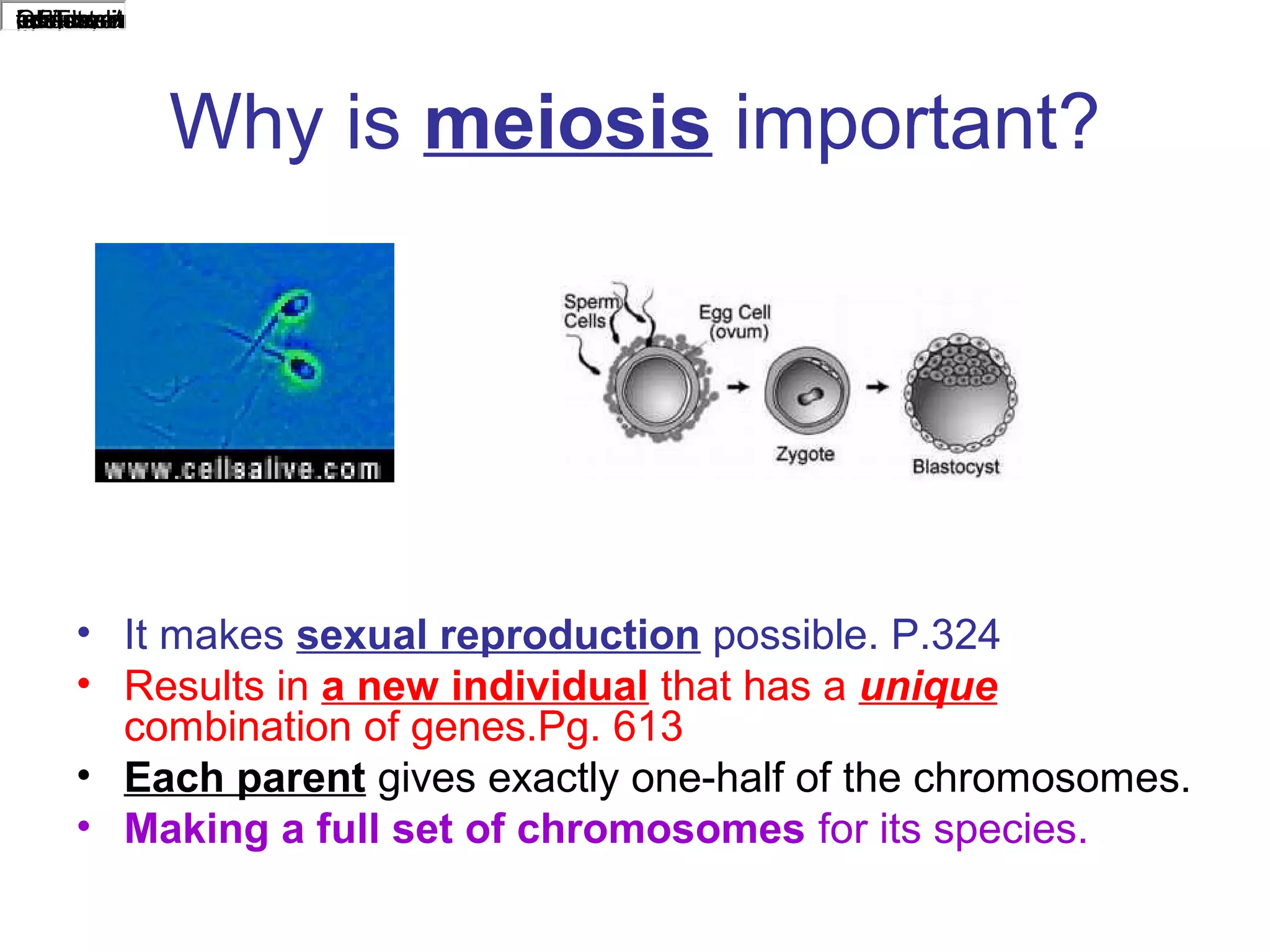Meiosis | PPT