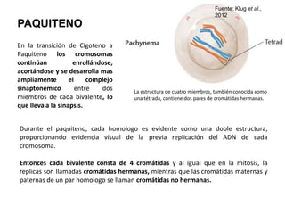 Meiosis | PPTX