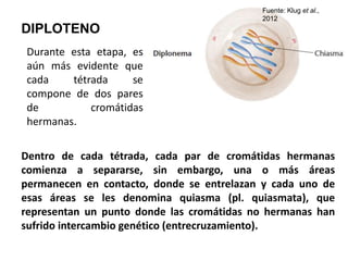 Meiosis | PPTX
