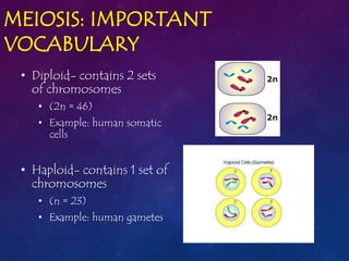 Meiosis | PPTX