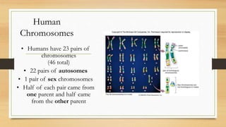Meiosis | PPTX
