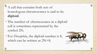 MEIOSIS | PPTX
