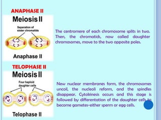 Meiosis ( process ) | PPTX