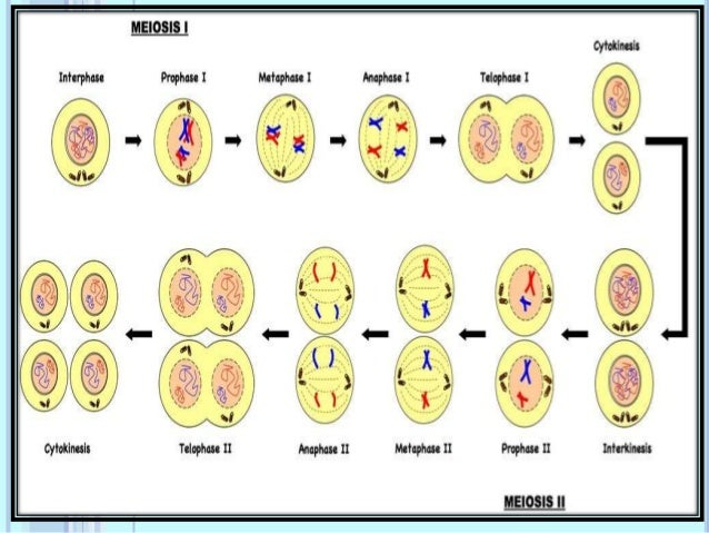 Meiosis Definition Stages Function And Purpose
