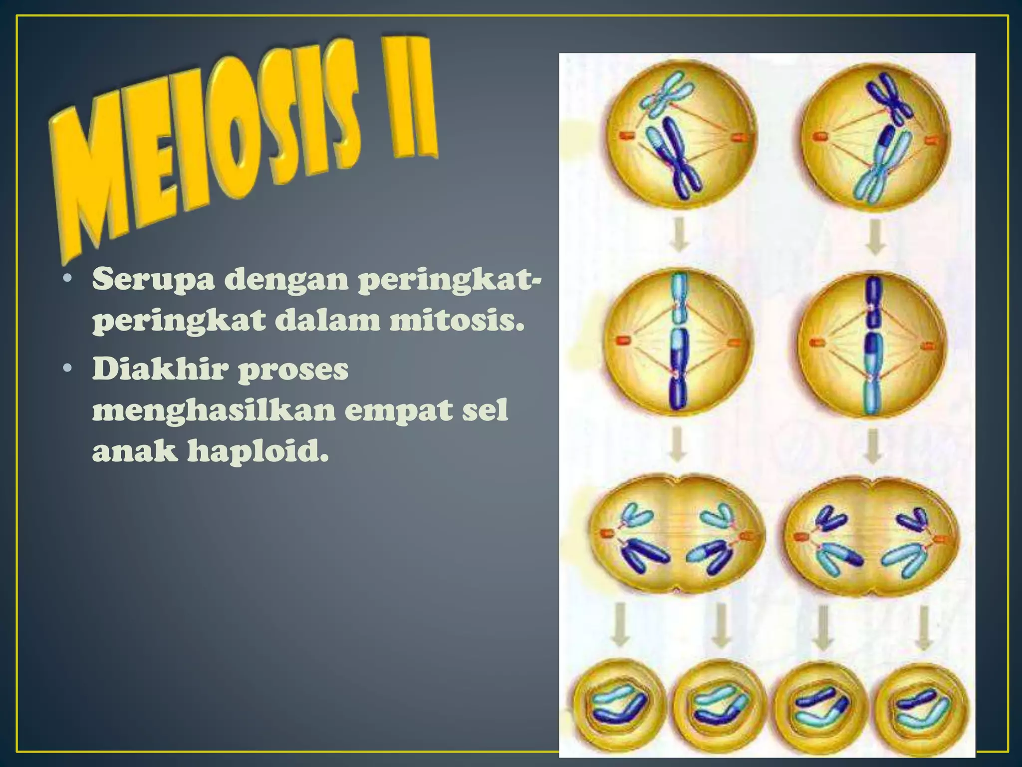 5.2 Meiosis (Pembahagian Sel) | PPTX
