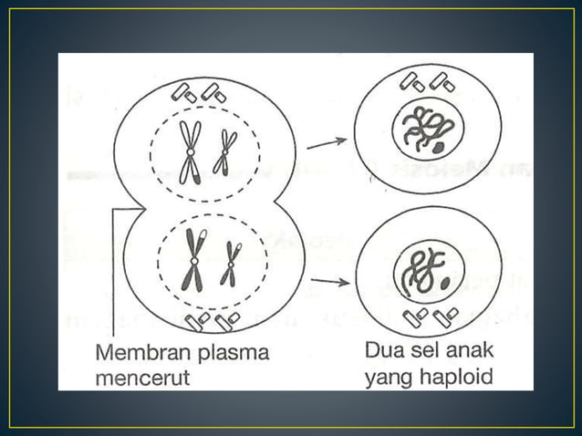 5.2 Meiosis (Pembahagian Sel) | PPTX