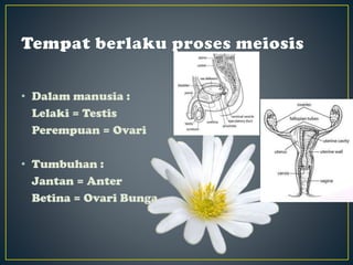 5.2 Meiosis (Pembahagian Sel) | PPTX
