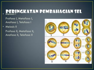 5.2 Meiosis (Pembahagian Sel) | PPTX