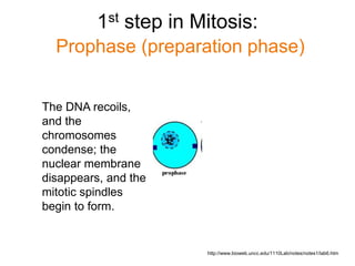Meiosis (w/ Mitosis review) | PPTX