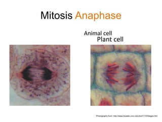 Meiosis (w/ Mitosis review) | PPTX