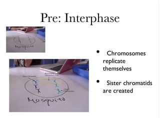 Meiosis | PDF