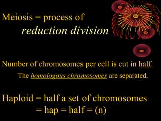 Meiosis | PPT
