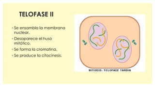 Meiosis | PPTX