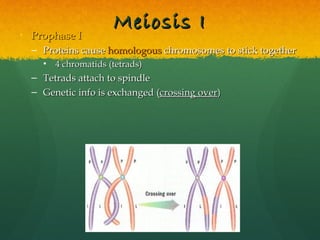 Meiosis | PPT