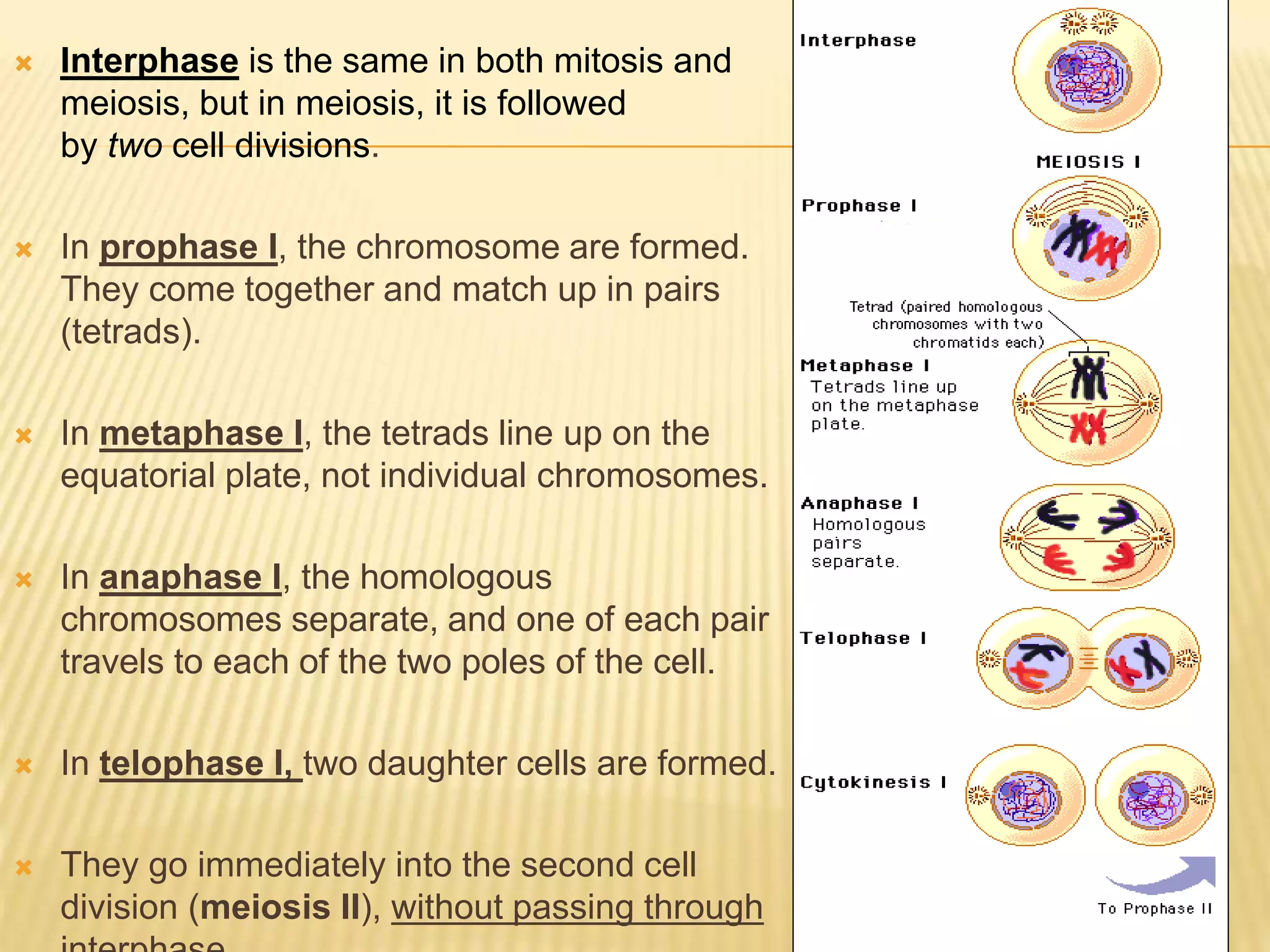 Meiosis | PPTX