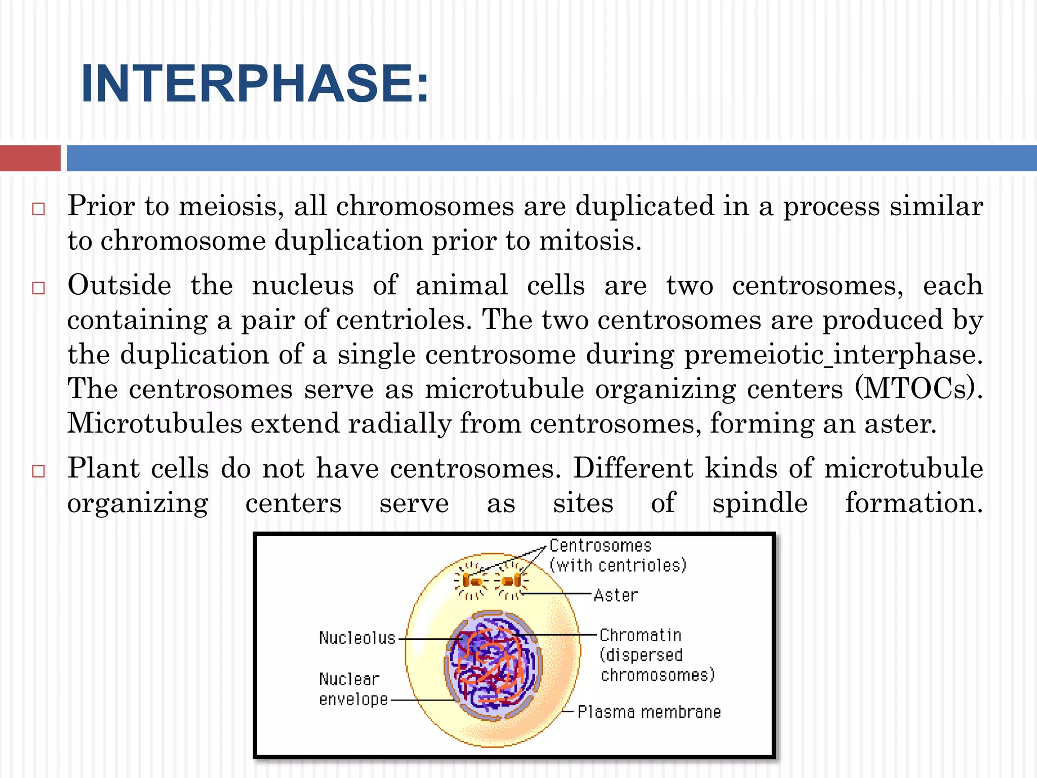 Meiosis | PPTX