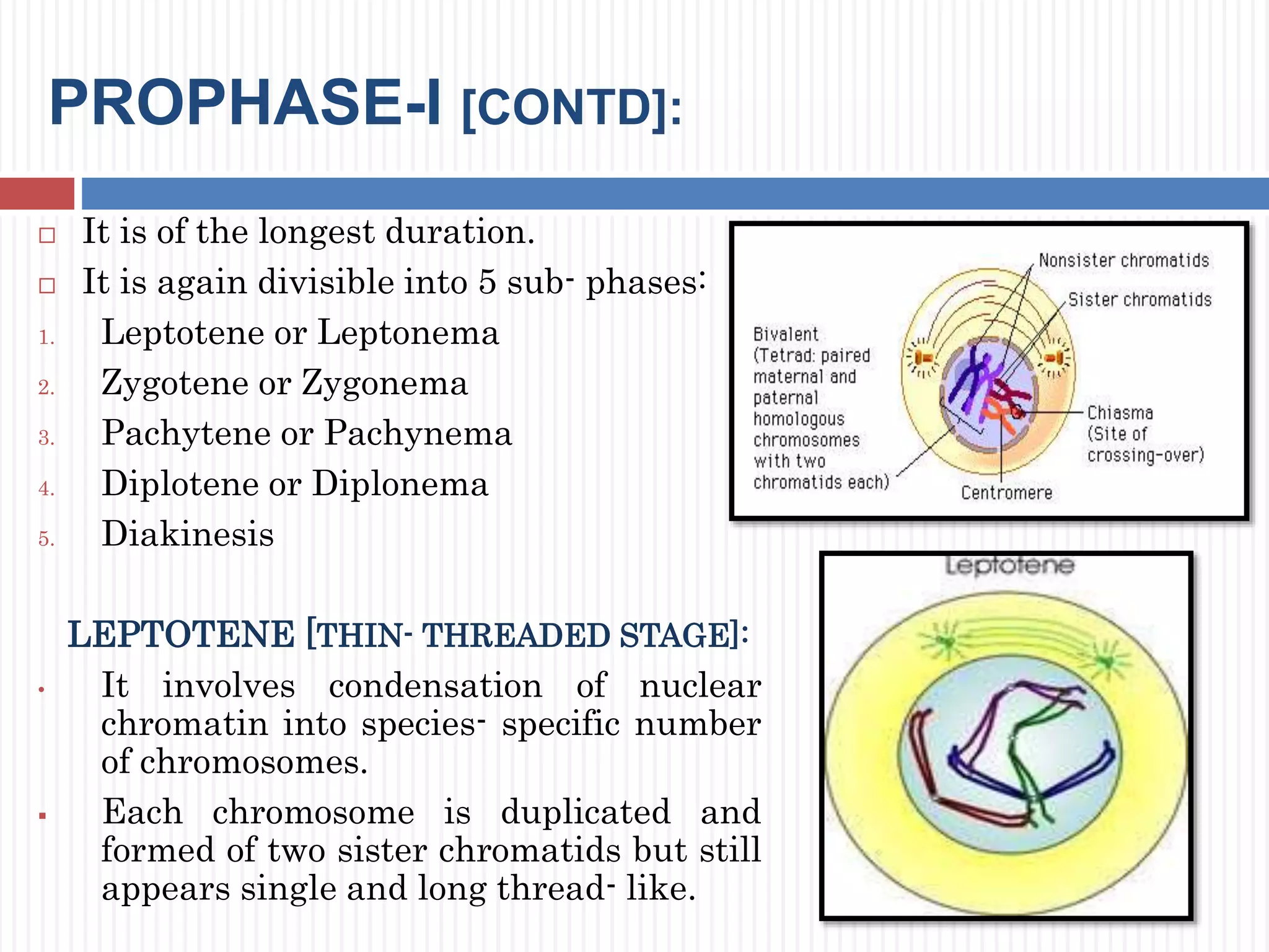 Meiosis | PPTX
