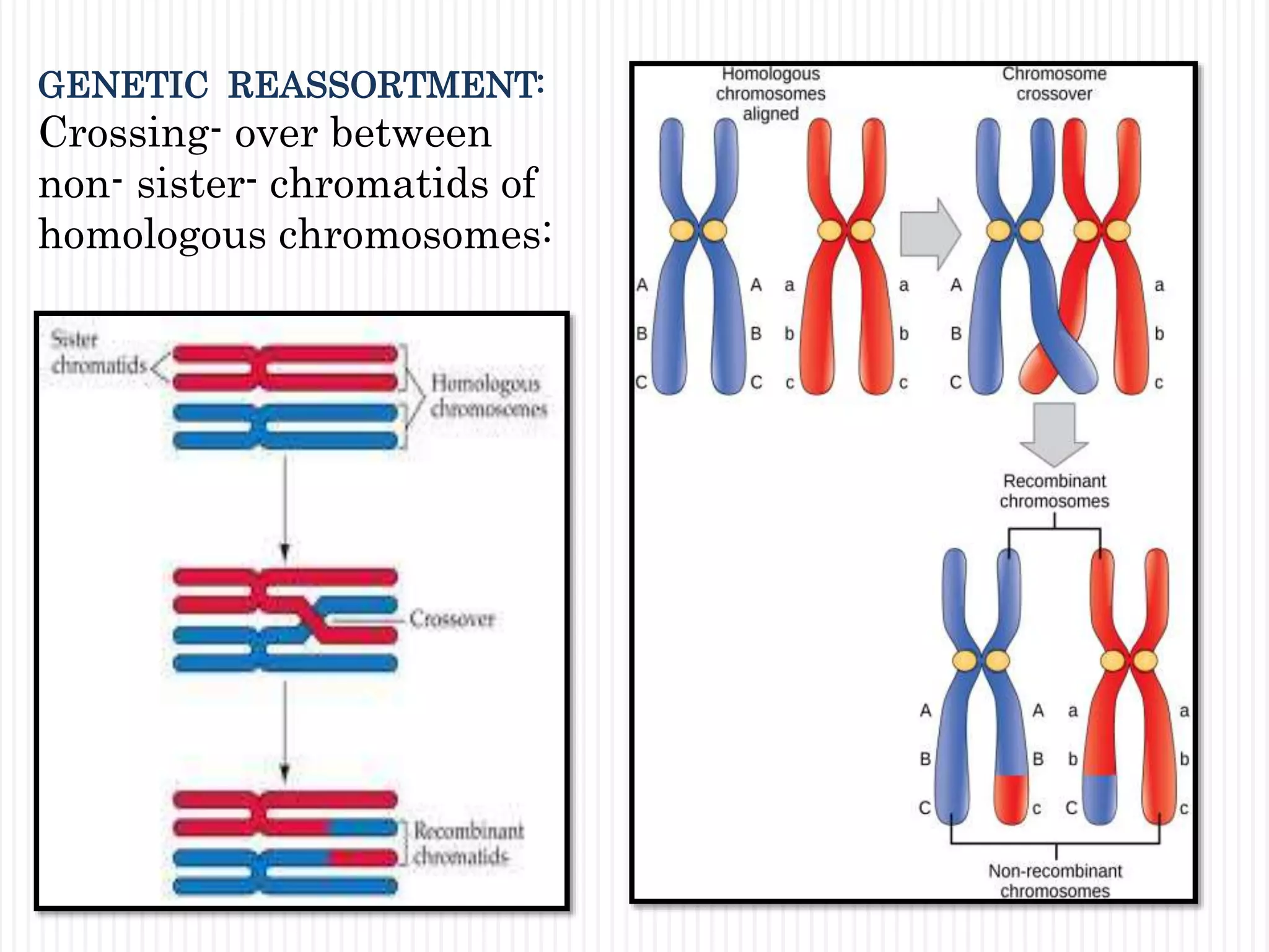 Meiosis | PPTX